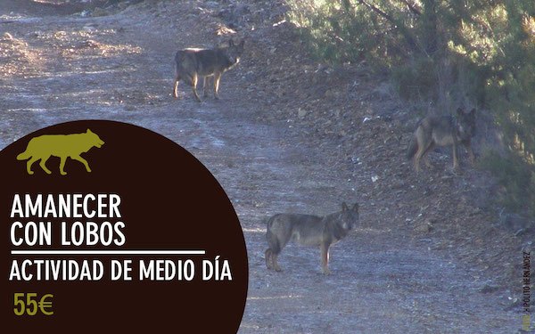 LLOBU | Observación de lobo ibérico en la Sierra de la Culebra