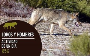 LLOBU | Observación de lobo ibérico en la Sierra de la Culebra